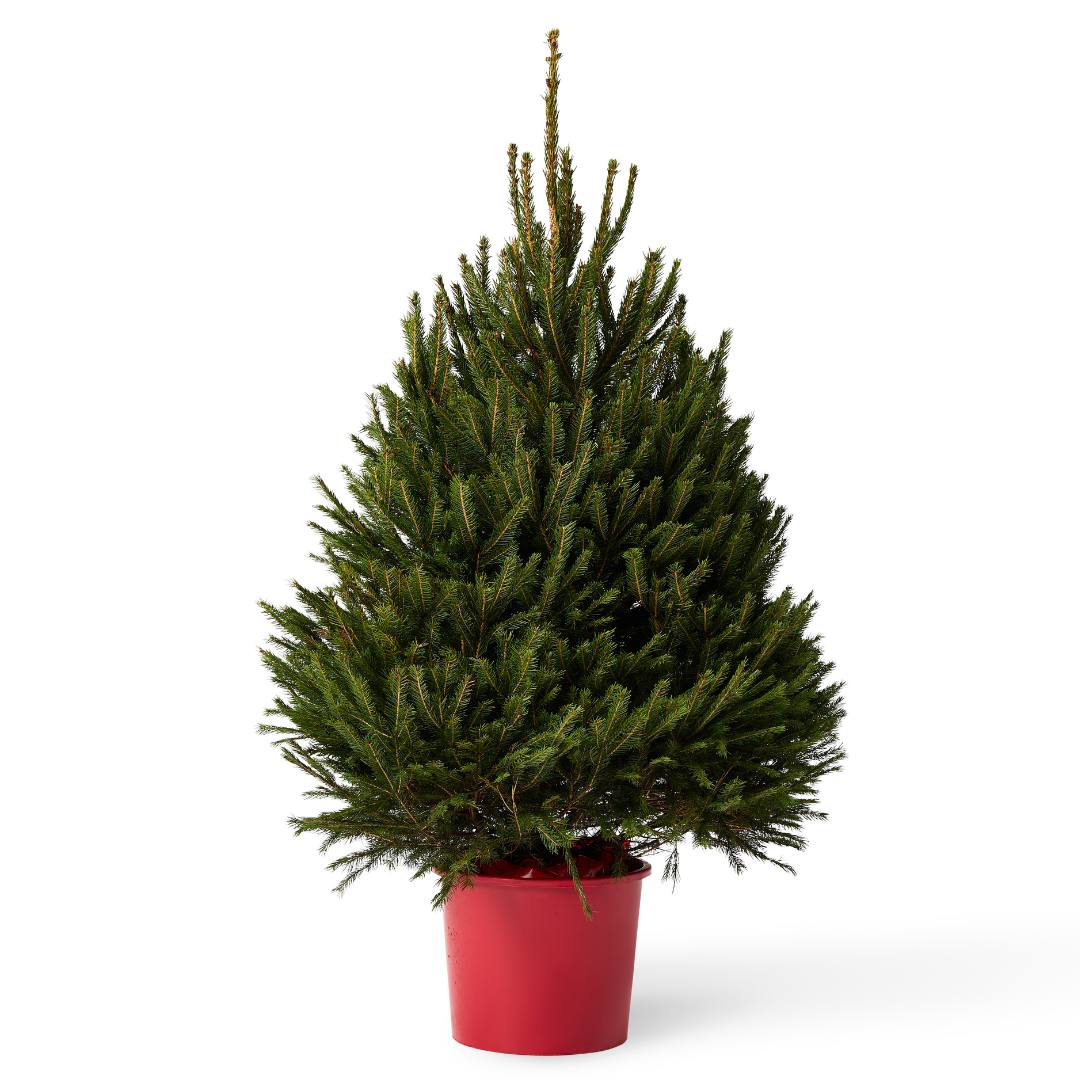 Norway Spruce | Pot Grown Christmas Tree – We Tree Kings