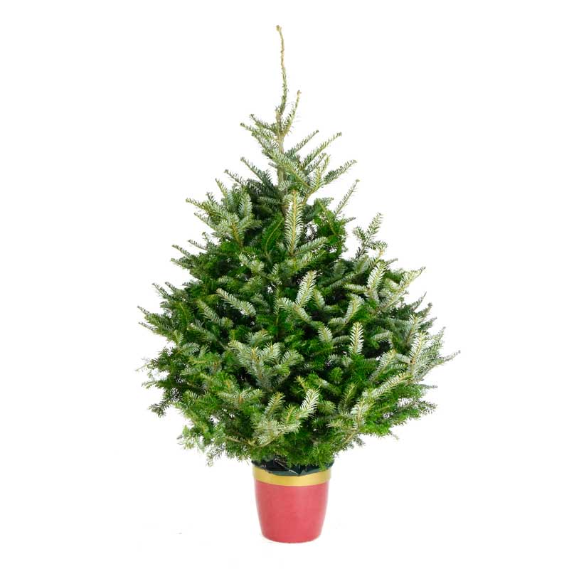Fraser Fir | Pot Grown Christmas Tree – We Tree Kings